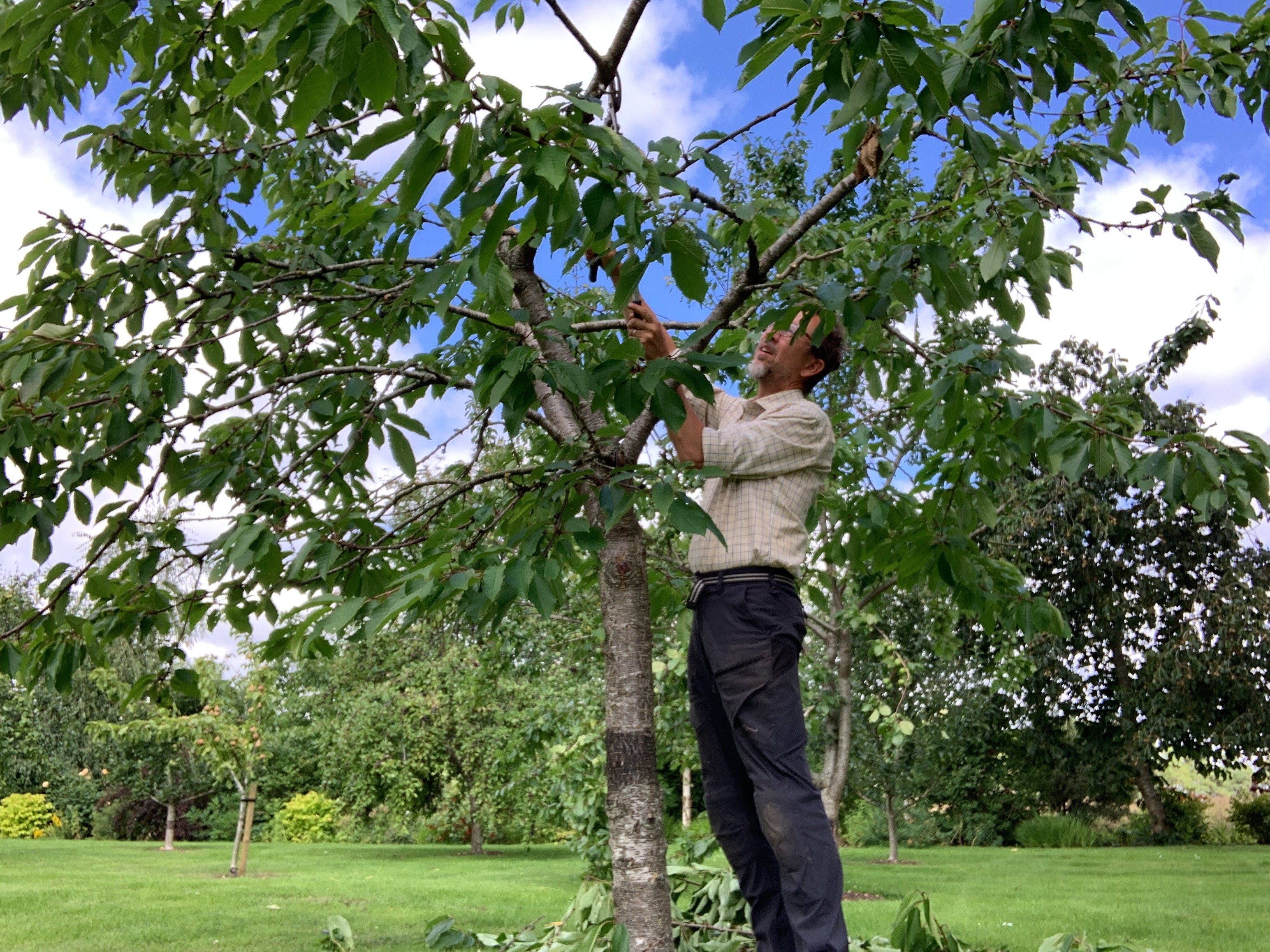 Cherry Aid – Genus Gardenwear