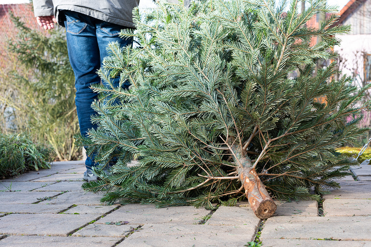 Greener gardening - compost the Christmas tree – Genus Gardenwear