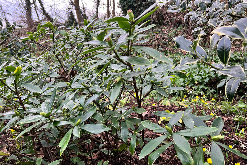Shrub of the month - Daphne – Genus Gardenwear