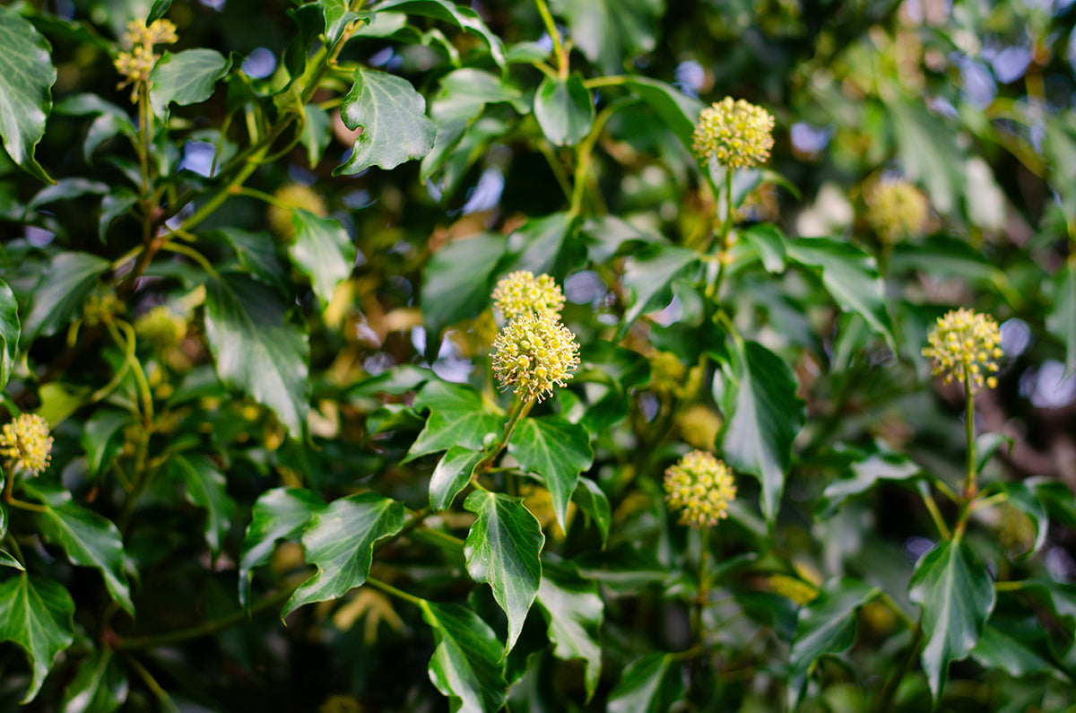 Plant of the month - ivy – Genus Gardenwear