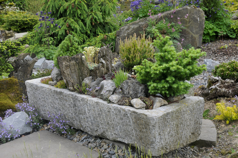 Top of the pots - planting design for a large trough – Genus Gardenwear