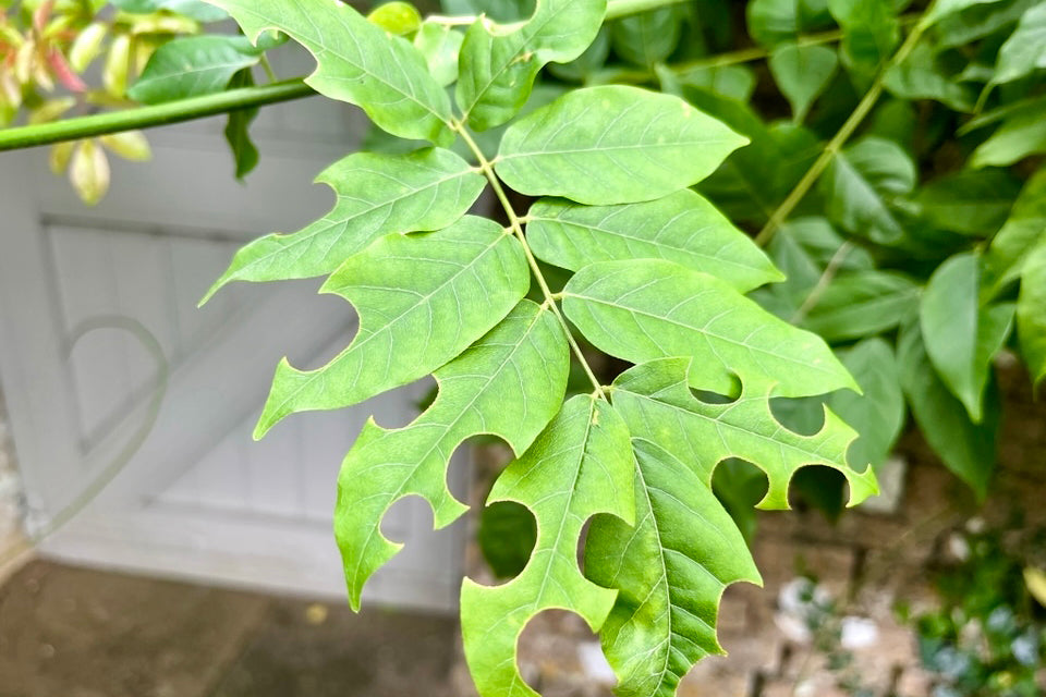 Leaf Cutter Bees - pac-man of the insect world – Genus Gardenwear