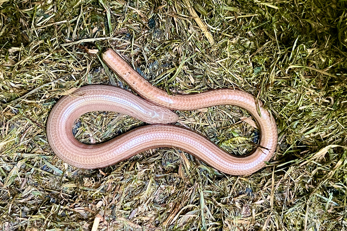 Slow worms – Genus Gardenwear