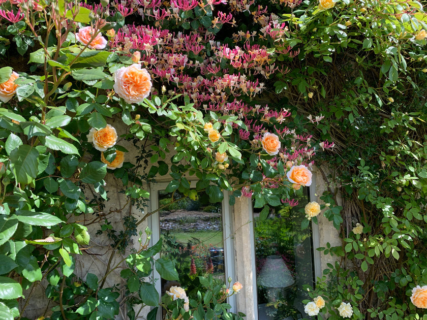 Social climbers – Genus Gardenwear