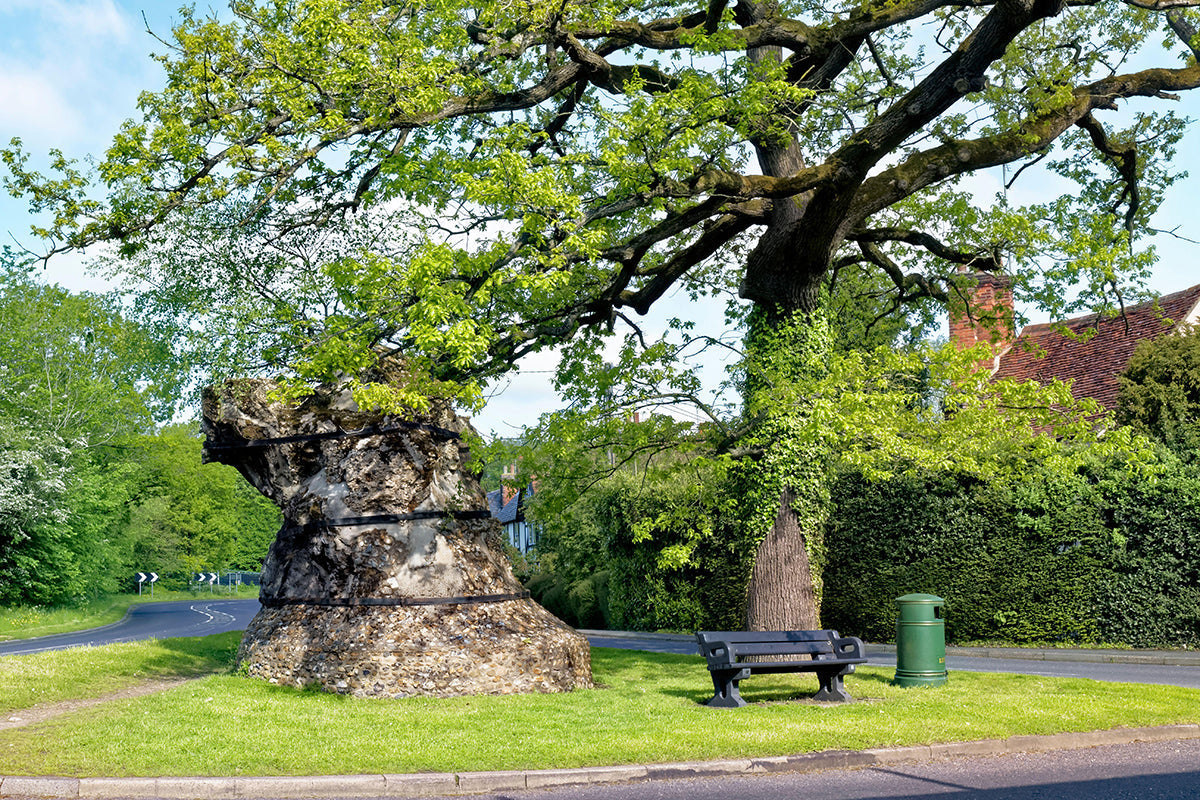 Exceptional trees - The Great Yeldham Oak – Genus Gardenwear
