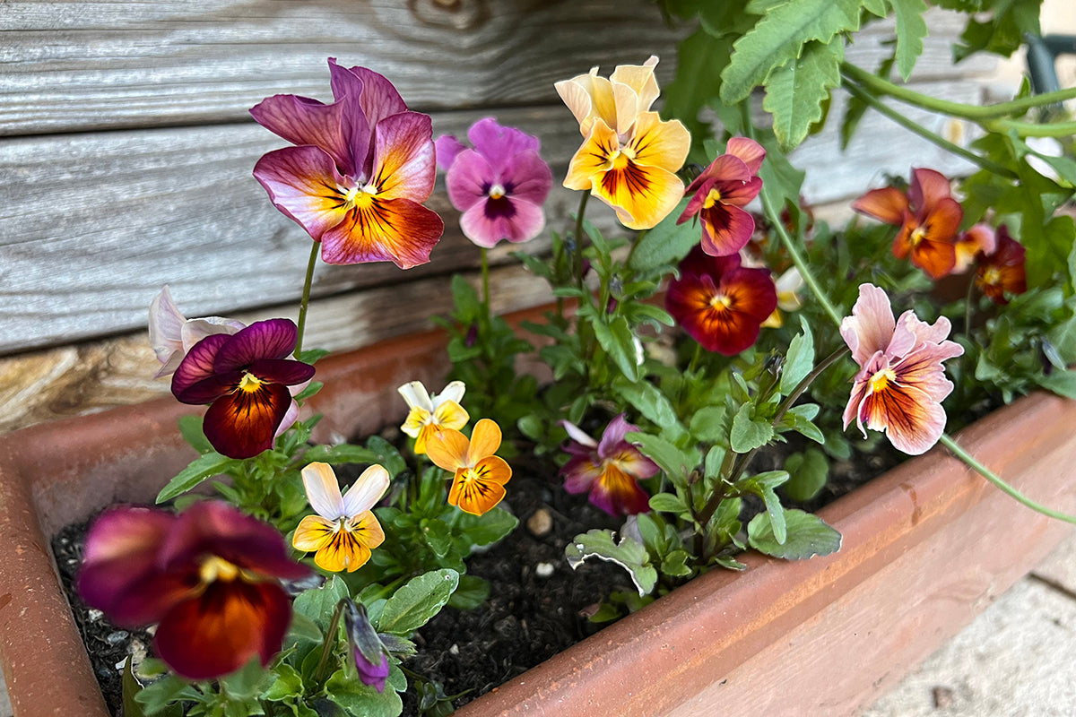 Plant of the month - viola – Genus Gardenwear
