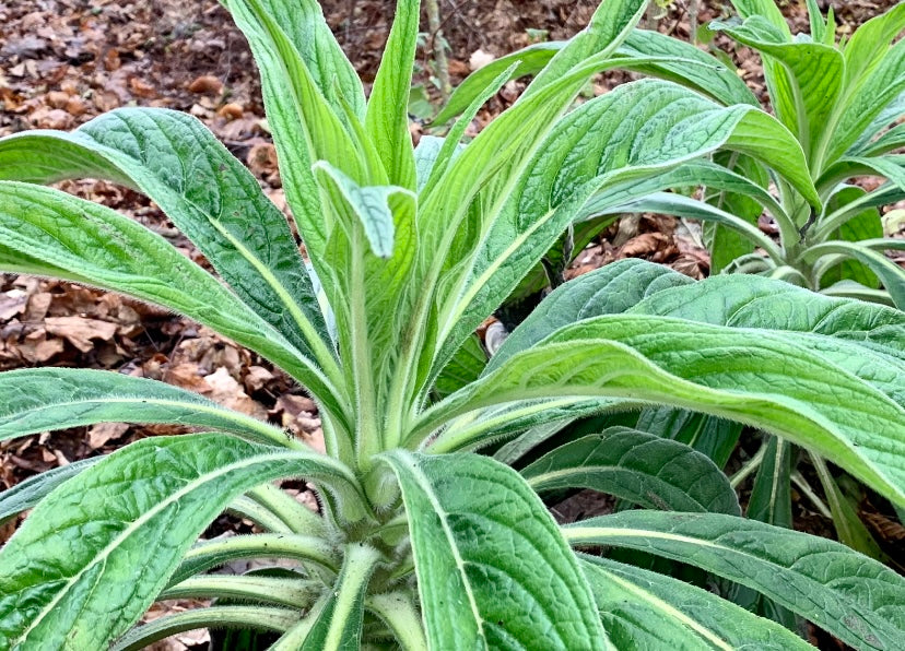 Secret Stash – Genus Gardenwear